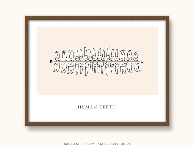 ANATOMY POSTER l HUMAN TEETH - 크몽